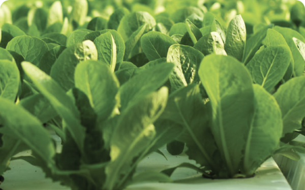 DOAS Indoor Agriculture | IAQ | Rheem Commercial AIr